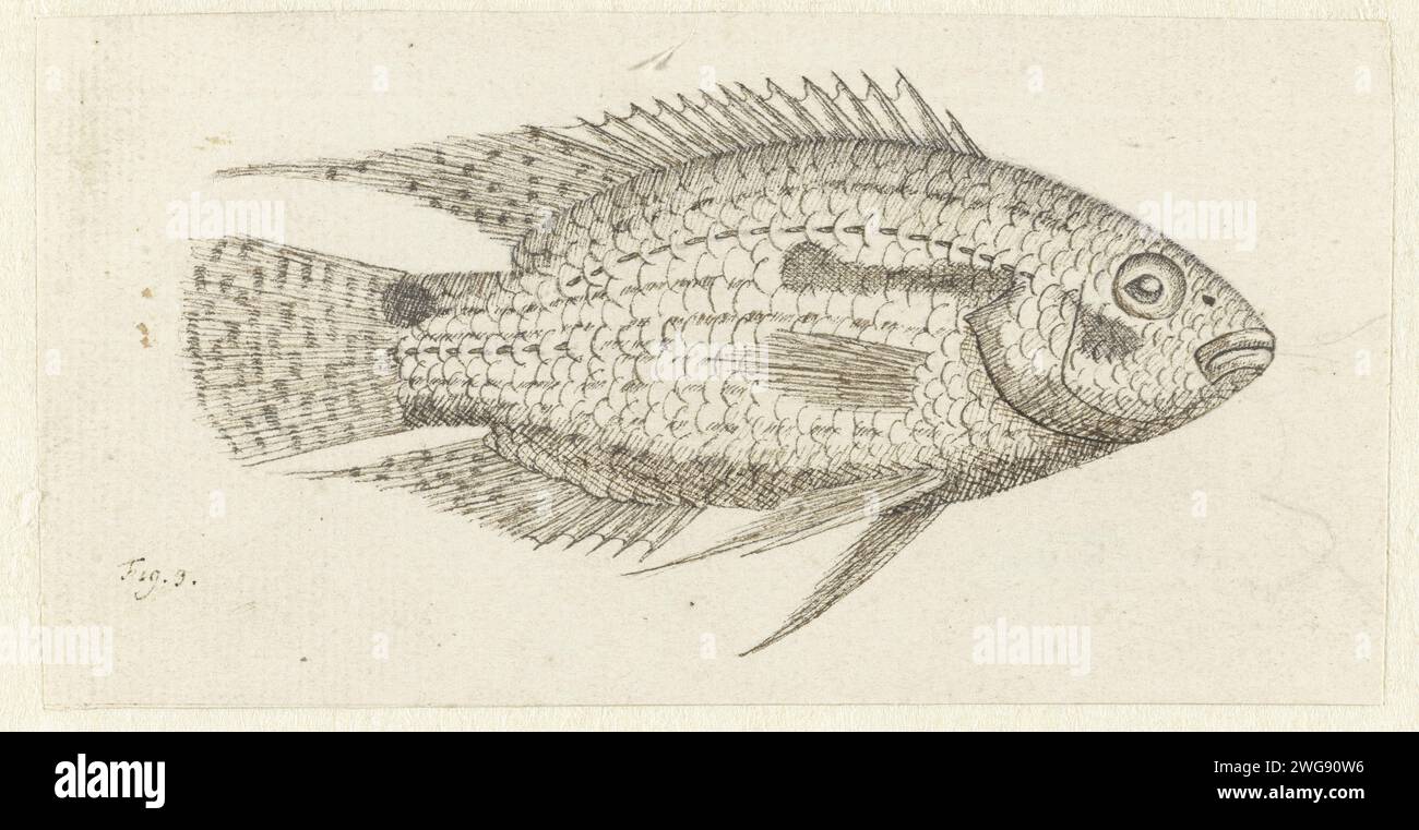 Tropical fish Chromis Epse, Johannes le Francq van Berkhey, 1739 - 1812 ...