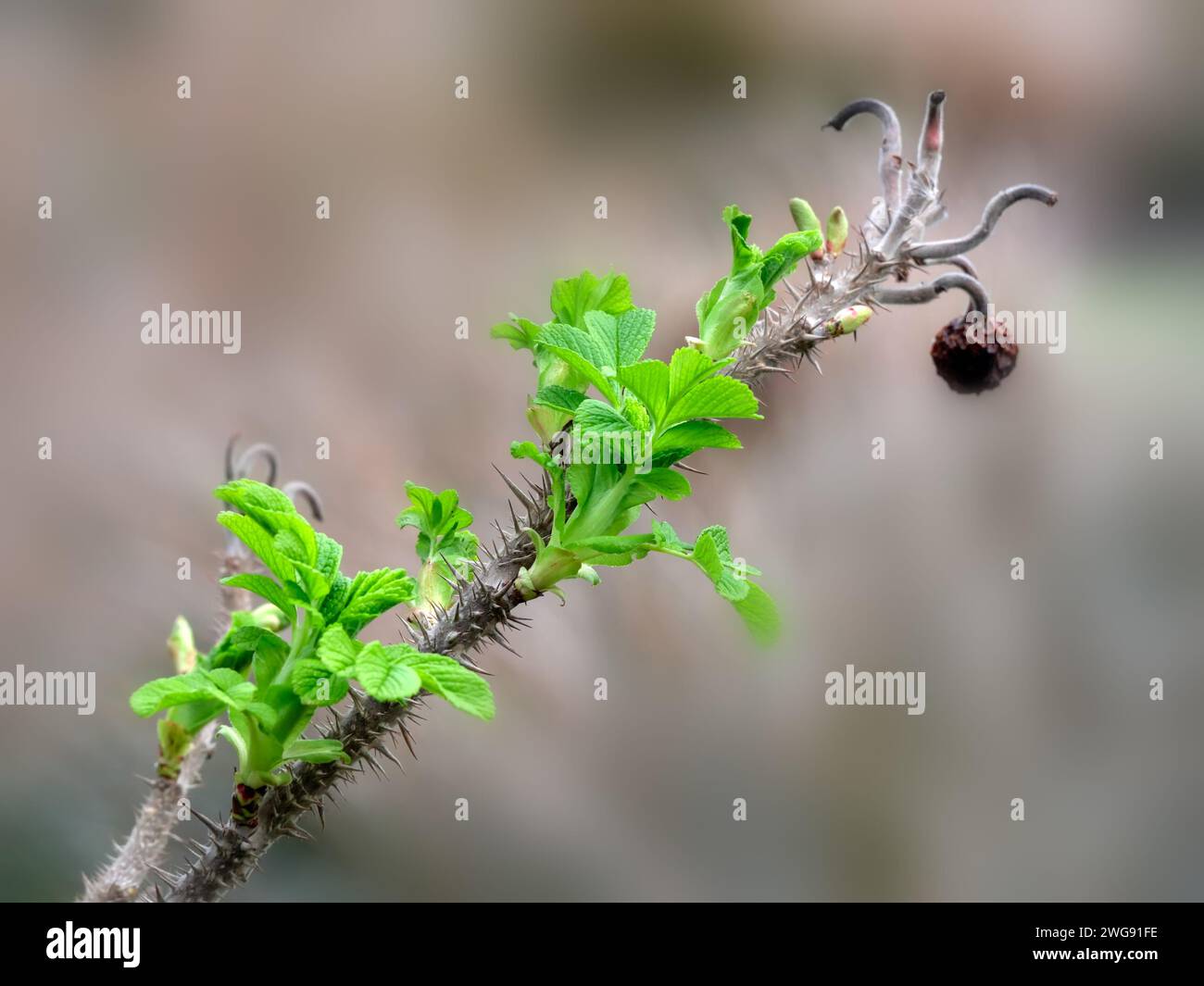 Closeup of fresh green growth on an old stem of Rosa 'Scabrosa' (Rugosa ...