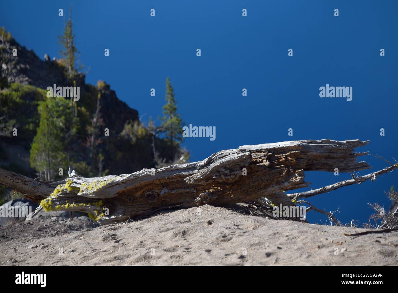 Old log lays in lake hi-res stock photography and images - Alamy