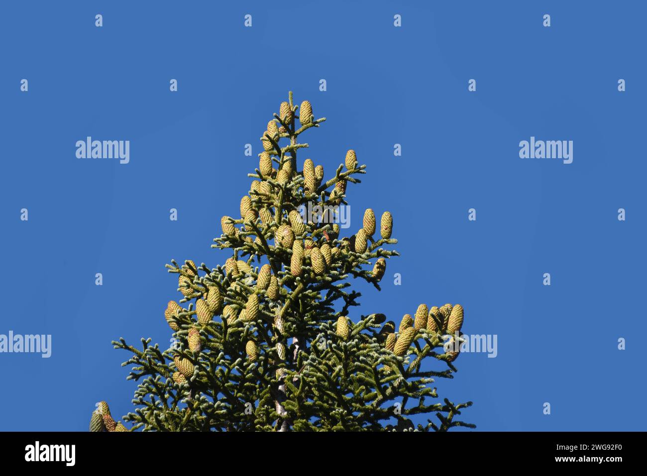 Blue sky frames a Shasta Red Fir loaded with cones. Tree is in Crater ...