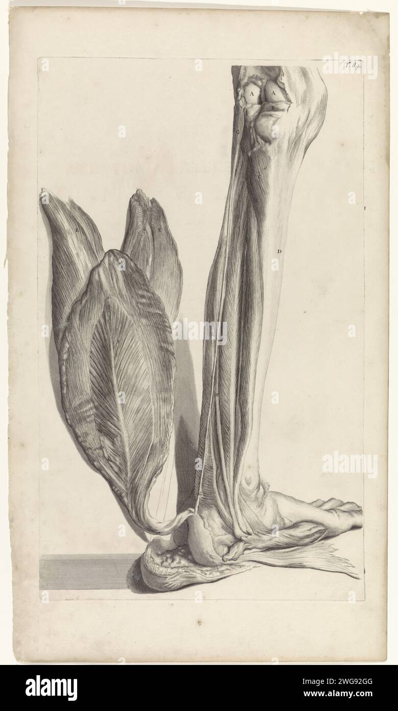 Anatomical study of the back of the left foot, Pieter van Gunst, After ...