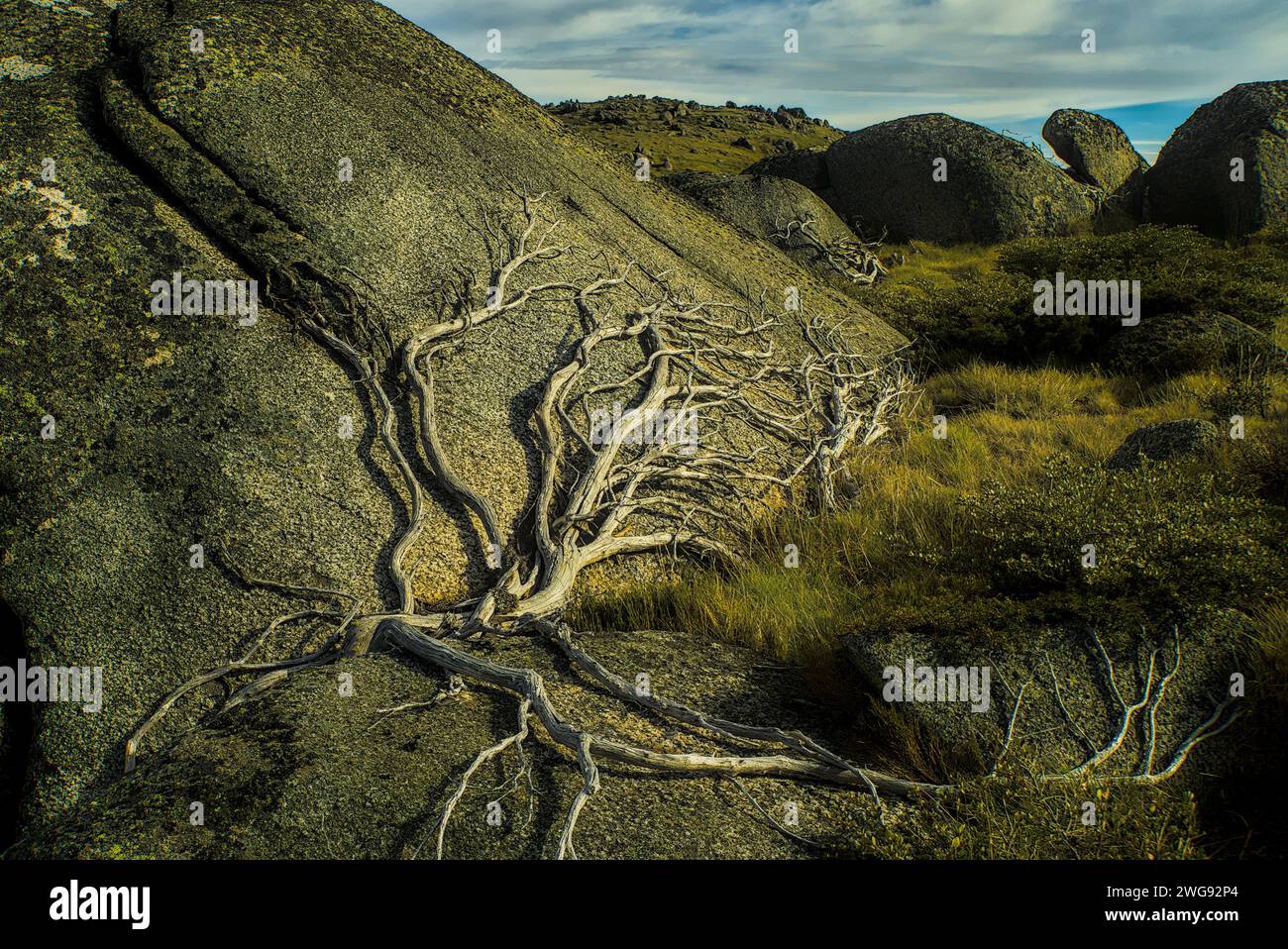 Petrified rock hill tree hi-res stock photography and images - Alamy