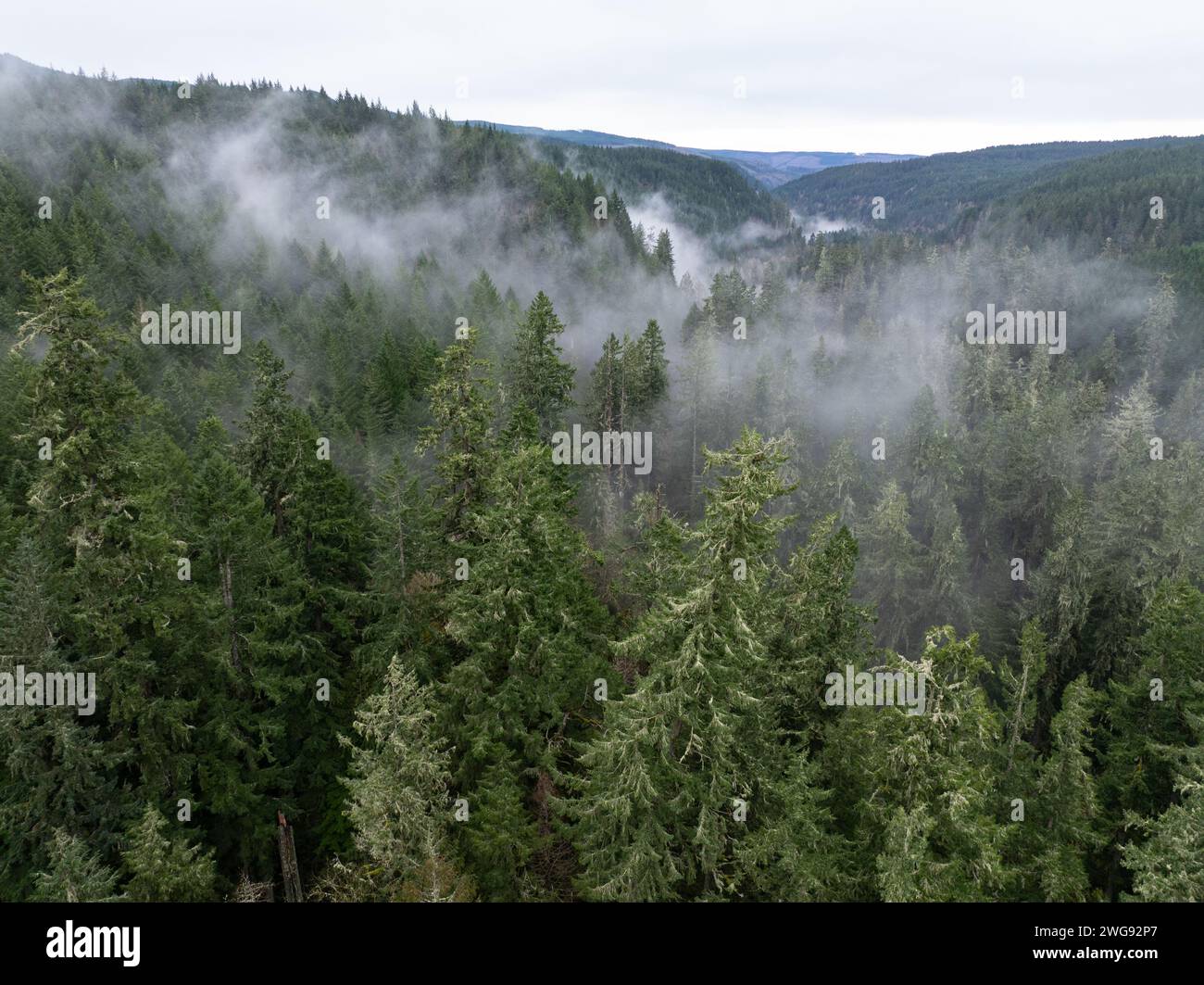 Healthy forests thrive in the Molalla River Valley in Oregon. This area ...