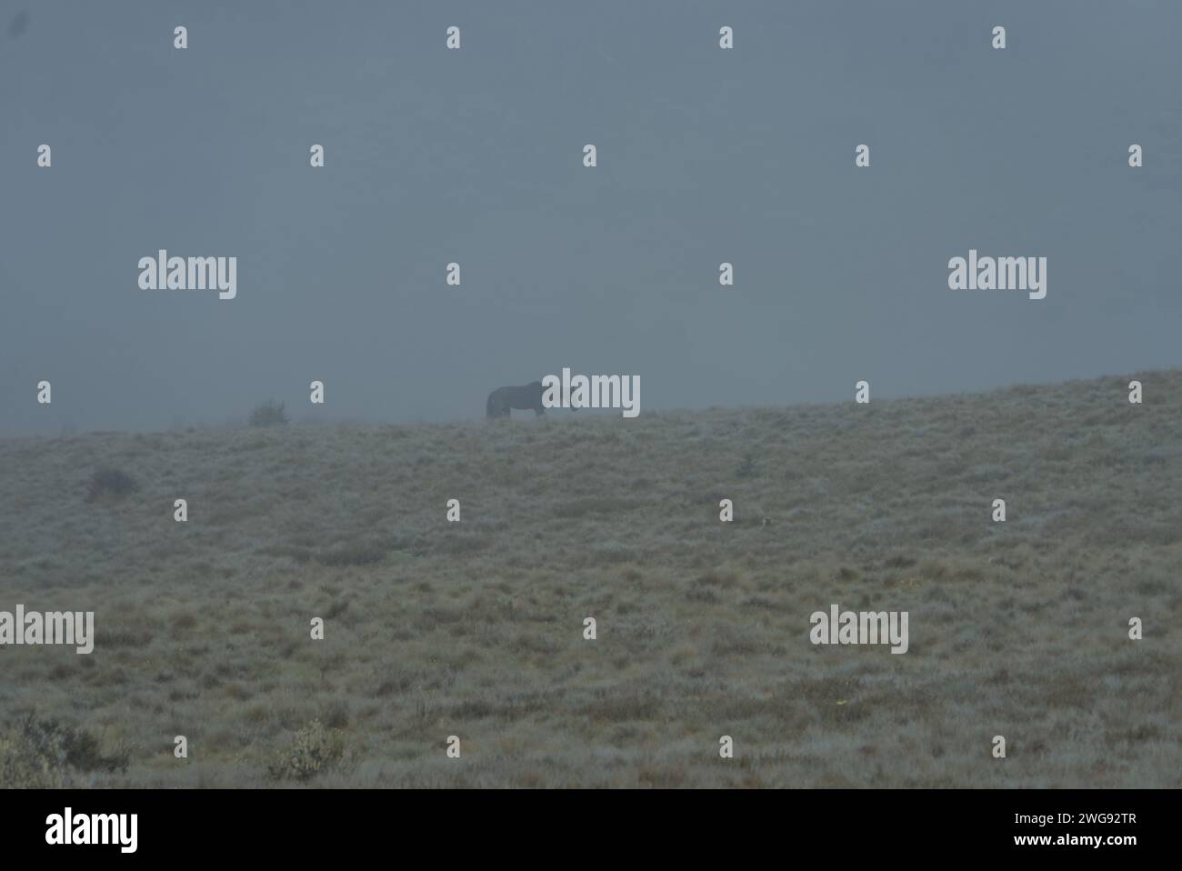 Brumby hi-res stock photography and images - Alamy