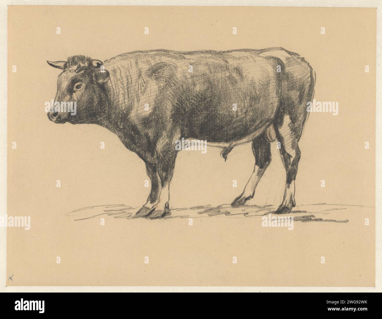 Standing bull, to the left, Guillaume Anne van der Brugghen, 1821 ...
