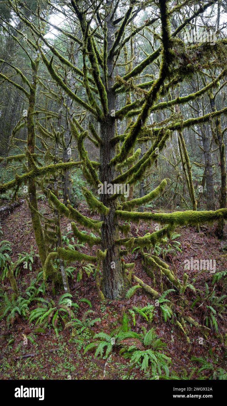 Healthy forests thrive in the Molalla River Valley in Oregon. This area ...