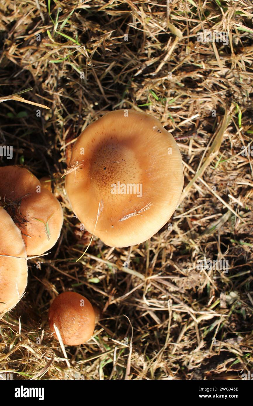Fungal Haven: Capturing the Magic of Mountain Toadstools Stock Photo ...
