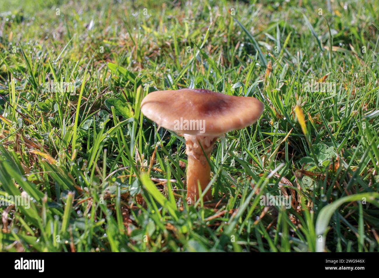 Fungal kingdom hi-res stock photography and images - Alamy