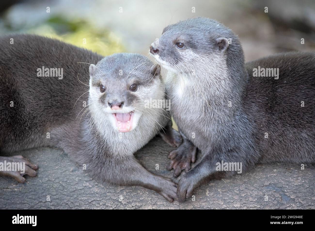 Asian small clawed otters are small, with short ears and noses ...