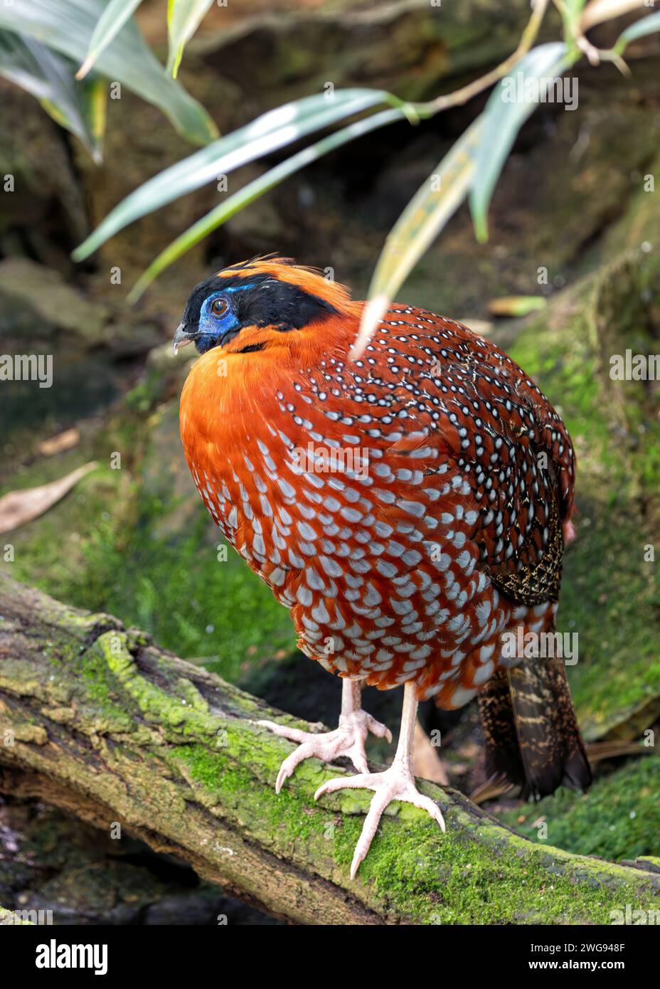Exquisite Temminck's Tragopan, Tragopan temminckii, showcasing its ...