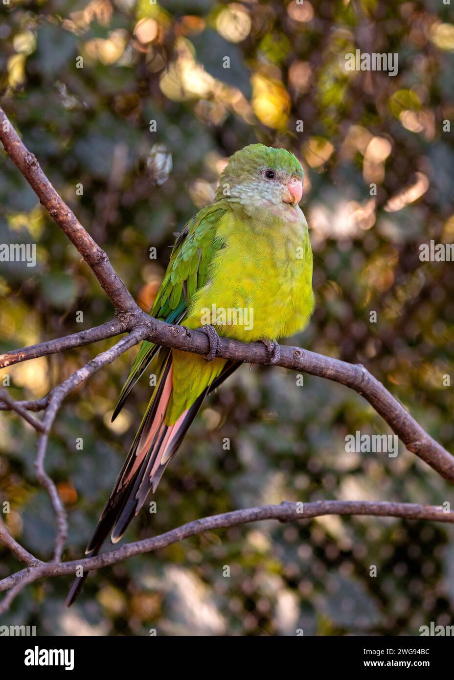 Striking Superb Parrot, Polytelis swainsonii, gracing the woodlands of ...