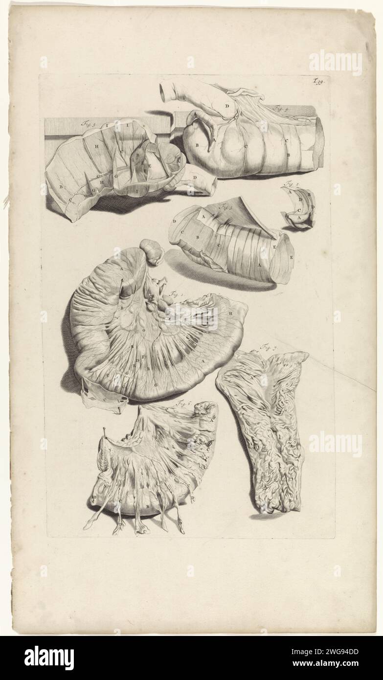 Anatomical study of the blind intestine, Pieter van Gunst, After Gerard ...