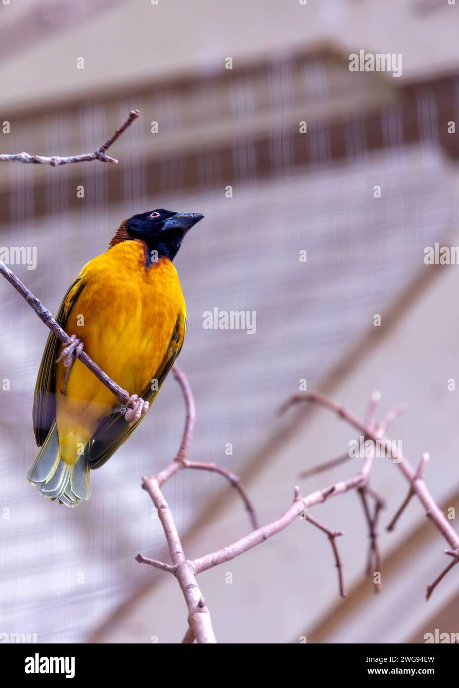 Skilled Village Weaver, Ploceus cucullatus, crafting intricate nests in ...