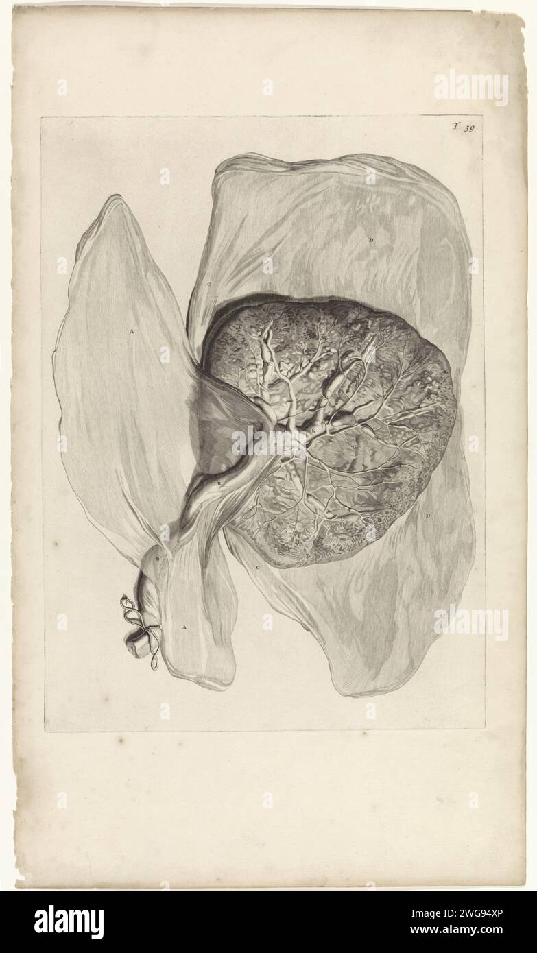Anatomical study of the bottom of the placenta, Pieter van Gunst, After ...