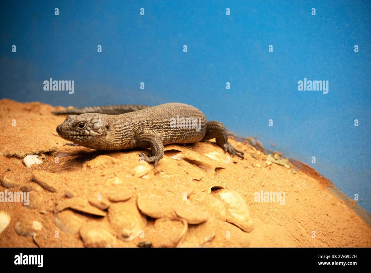 The Cunningham's Skink is a sun-loving variety of spiny-tailed skink ...