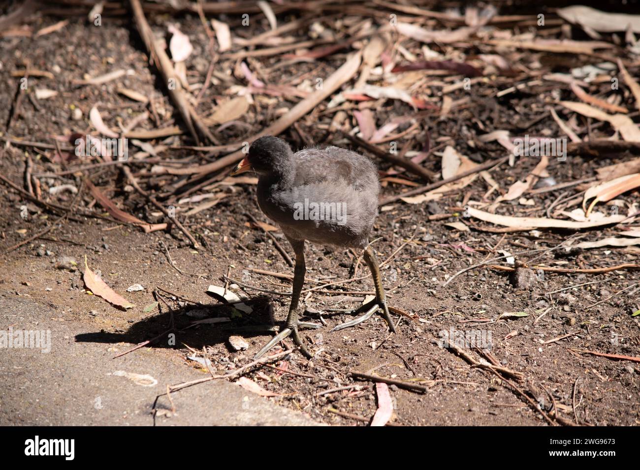 the dusky moorhen chick is a water bird which has all black feathers ...