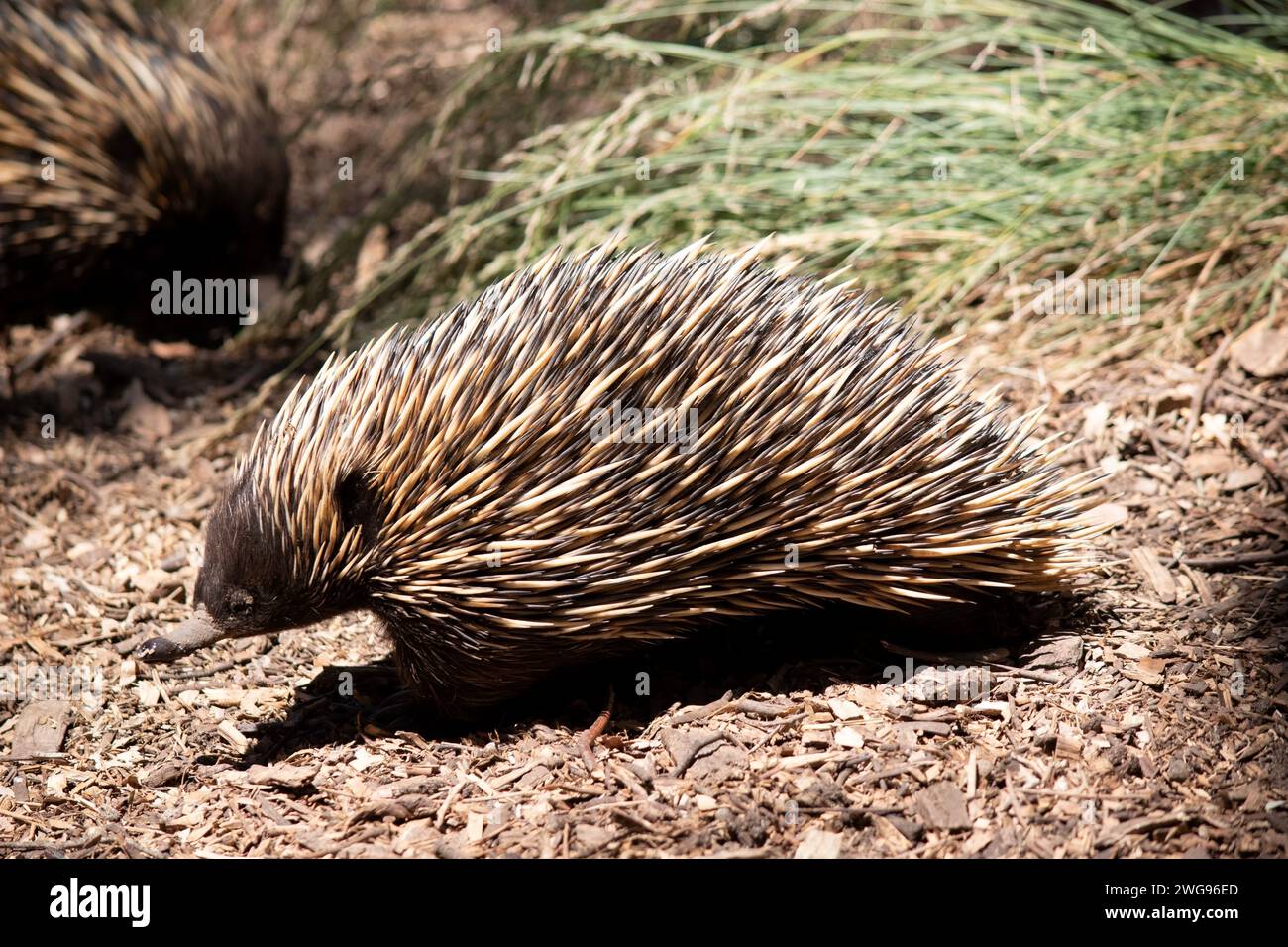 the short nosed echidna has strong-clawed feet and spines on the upper ...