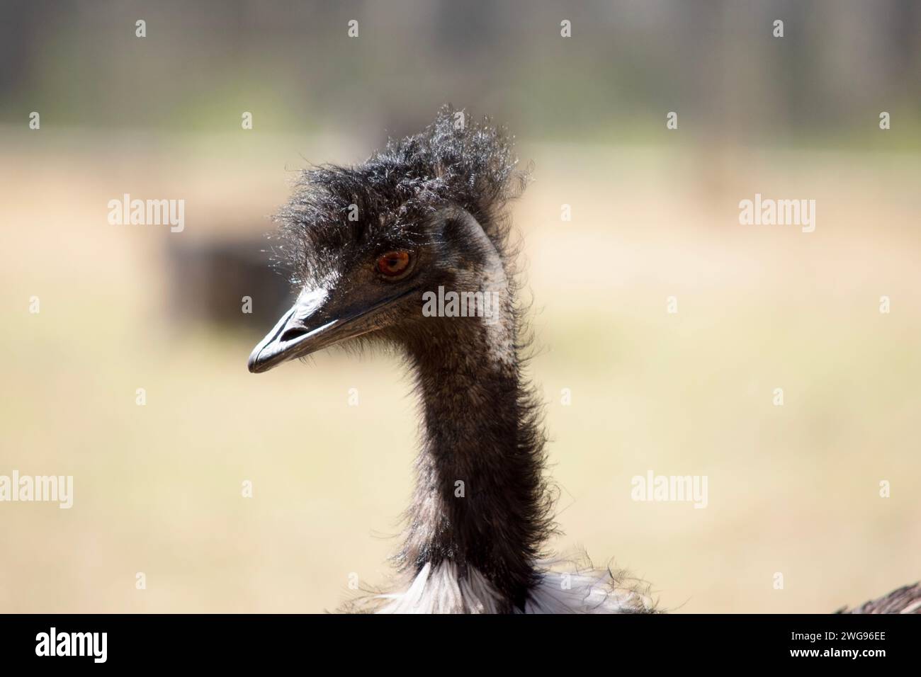Mostly black plumage hi-res stock photography and images - Alamy