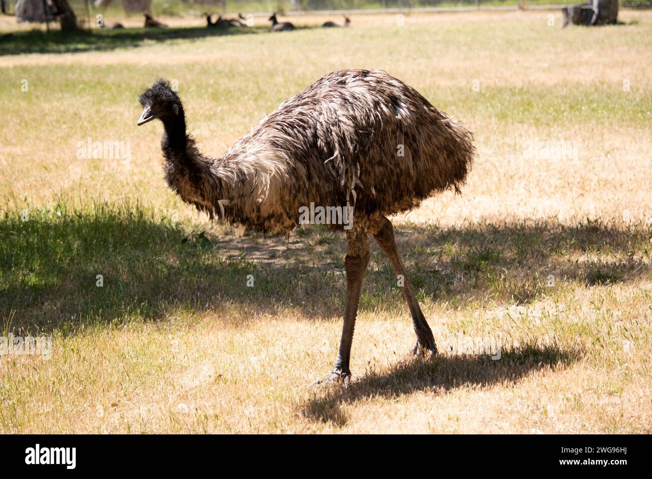 Mostly black plumage hi-res stock photography and images - Alamy