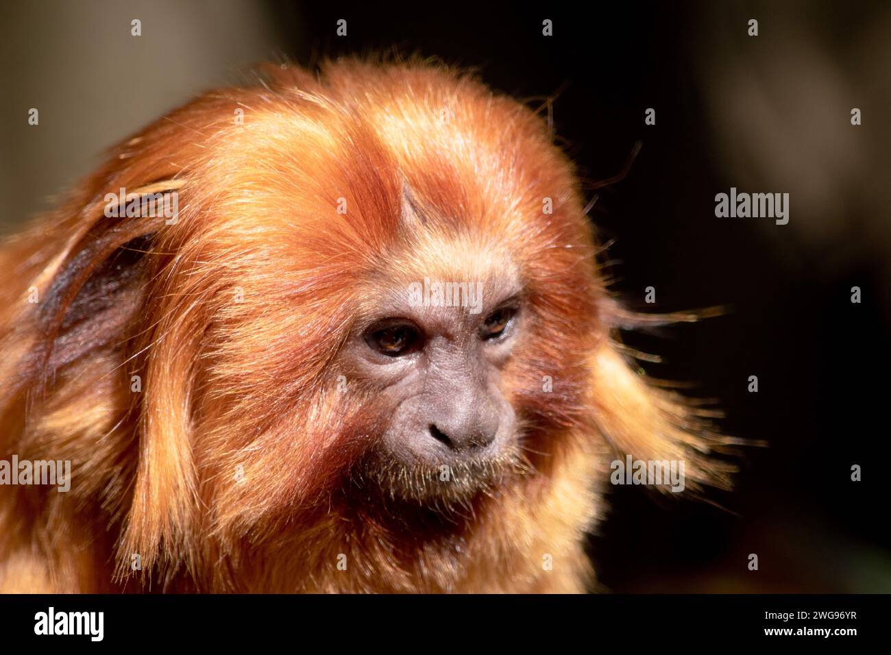 the golden lion tamarin South America primates with a magnificent ...