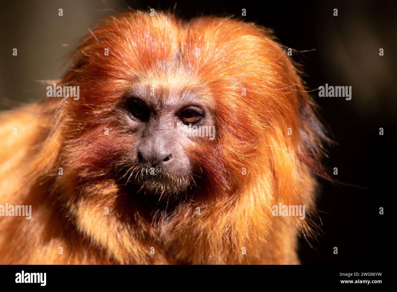 the golden lion tamarin South America primates with a magnificent ...