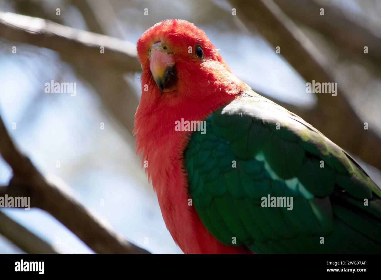 The Australian king parrot has a red belly and a green back, with green ...