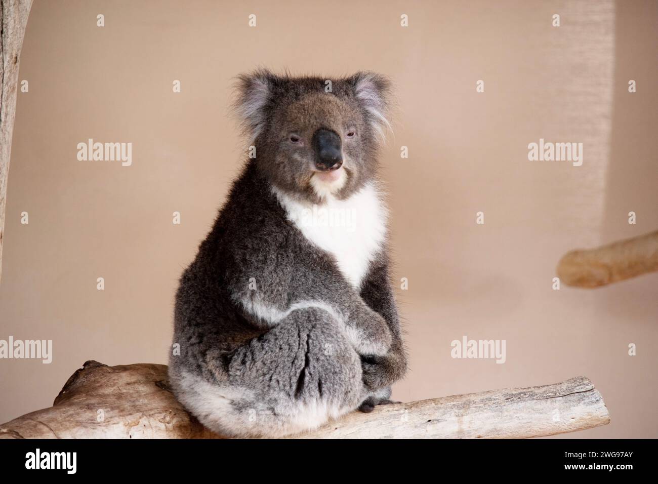 the Koala has a large round head, big furry ears and big black nose ...