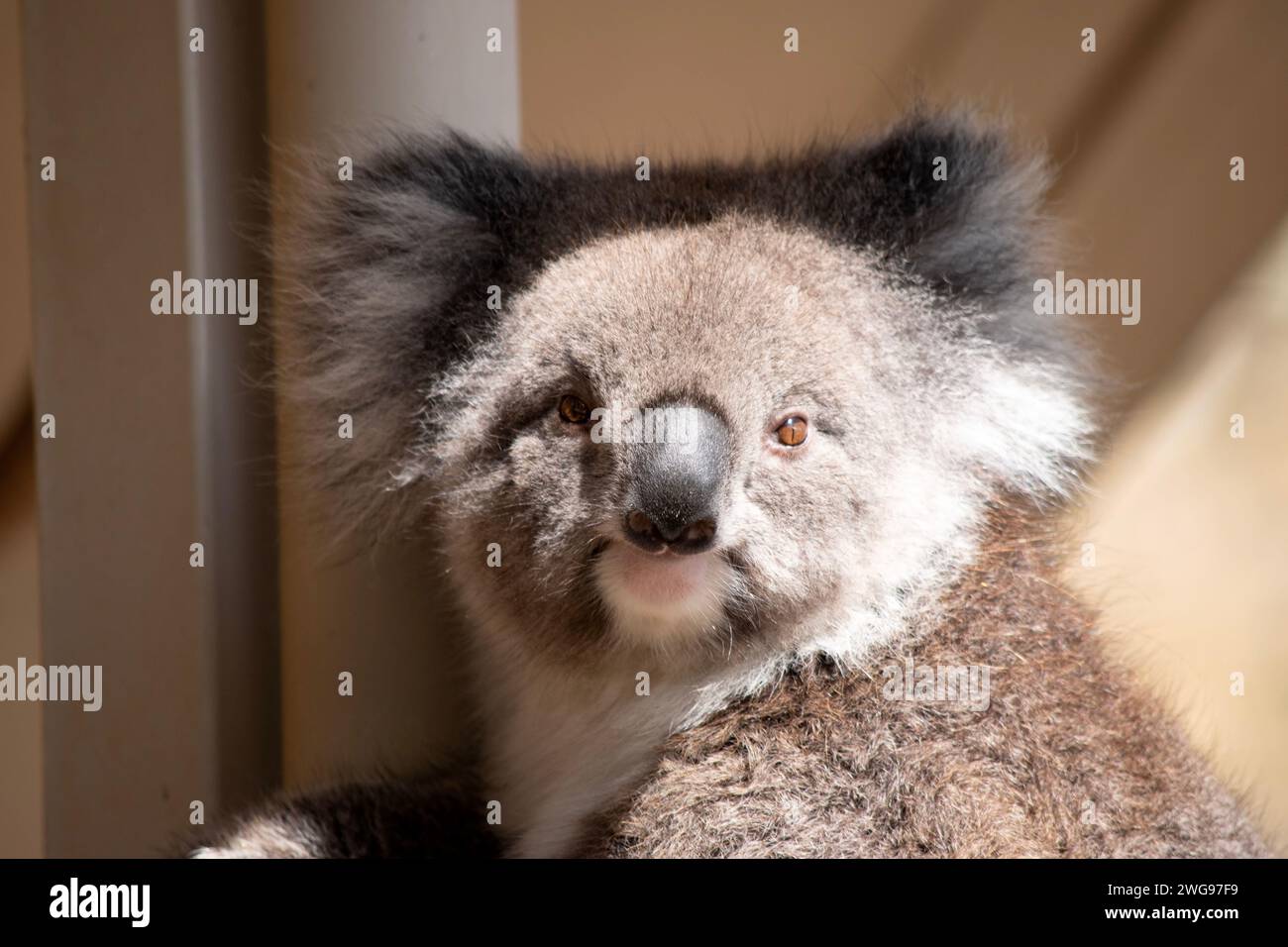 the Koala has a large round head, big furry ears and big black nose ...