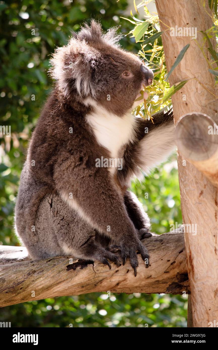 the Koala has a large round head, big furry ears and big black nose ...