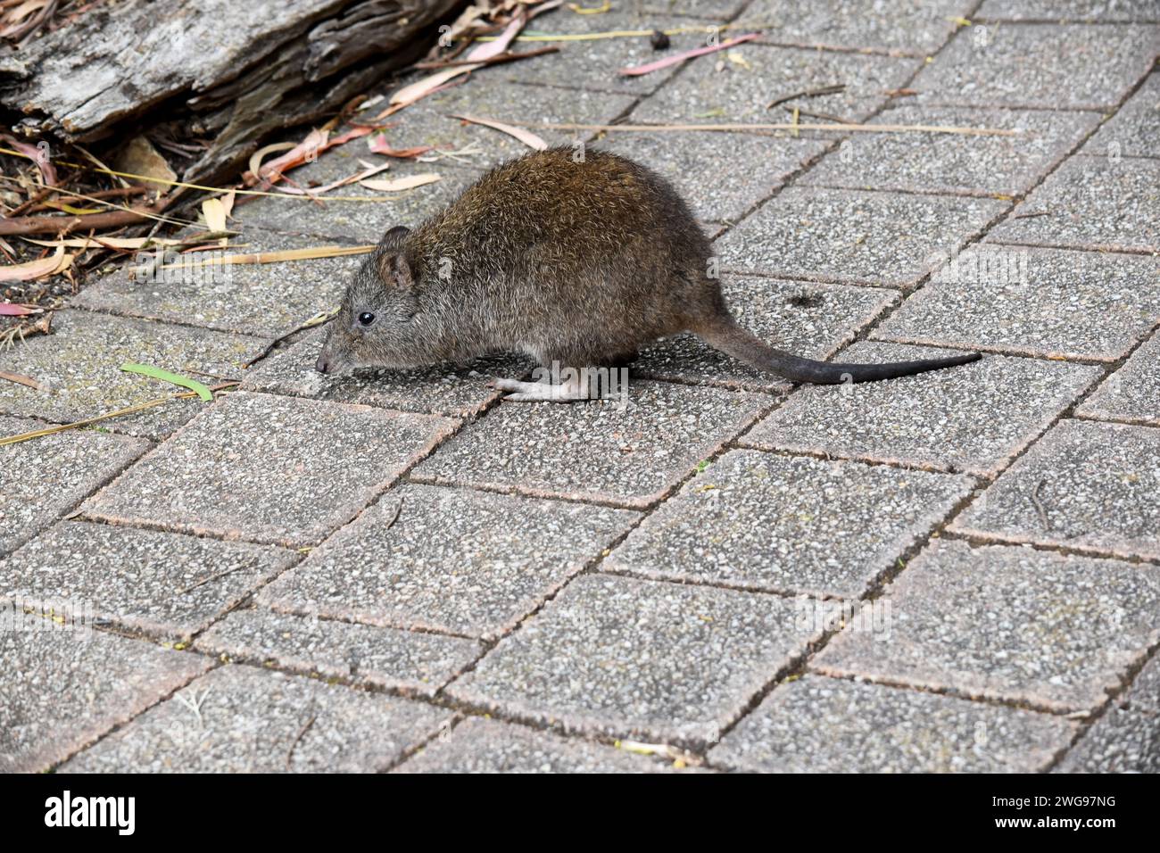 The Long-nosed Potoroos have a brown to grey upper body and paler ...