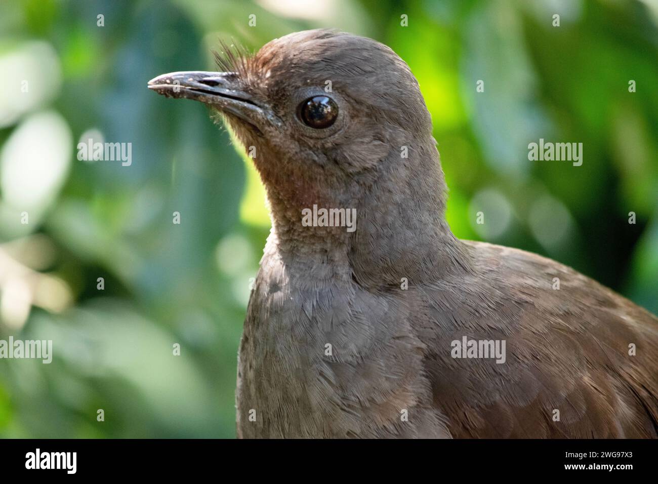 the lyre bird male has an ornate tail, with special curved feathers ...