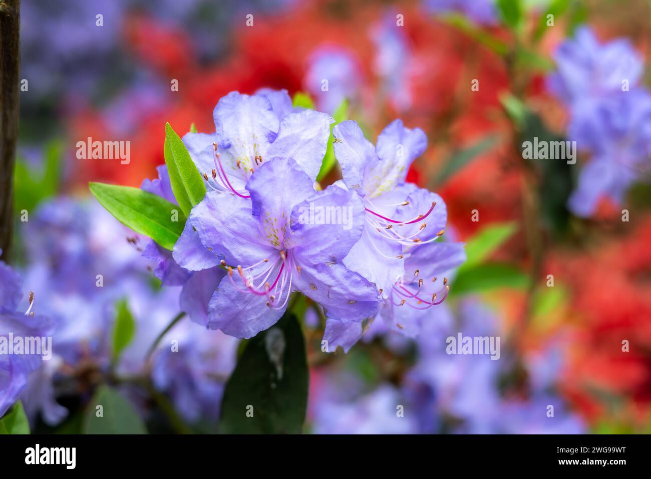 Purple blue azaleas in spring, close up Stock Photo - Alamy