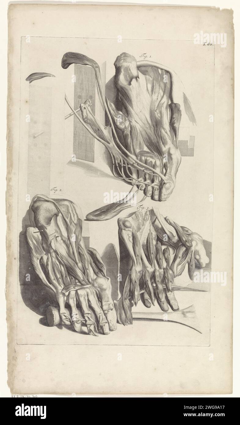 Anatomical study of right foot and the toes, Pieter van Gunst, After ...