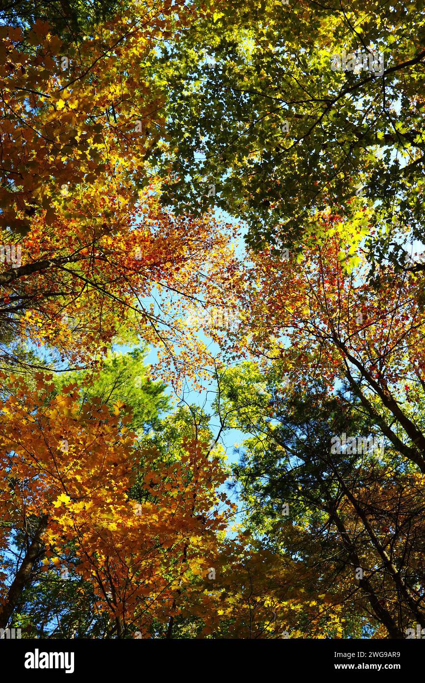 Maple oak fall colors hi-res stock photography and images - Alamy