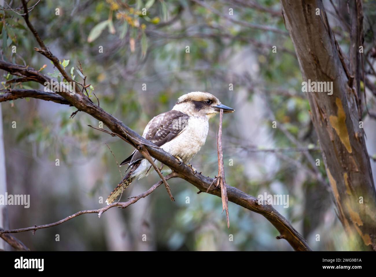 Australian Kookaburra bird, a terrestrial tree kingfisher, sitting on a ...