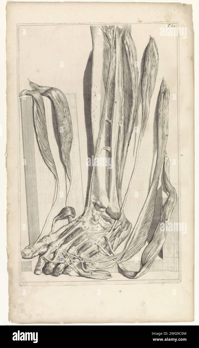 Anatomical study of the tendons and bones of the right foot, Pieter van ...