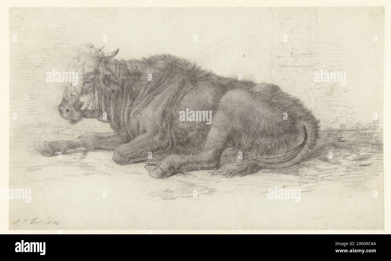 Lying cow, Jan Joost van Cossiau, After Anonymous, 1670 - 1732 drawing ...