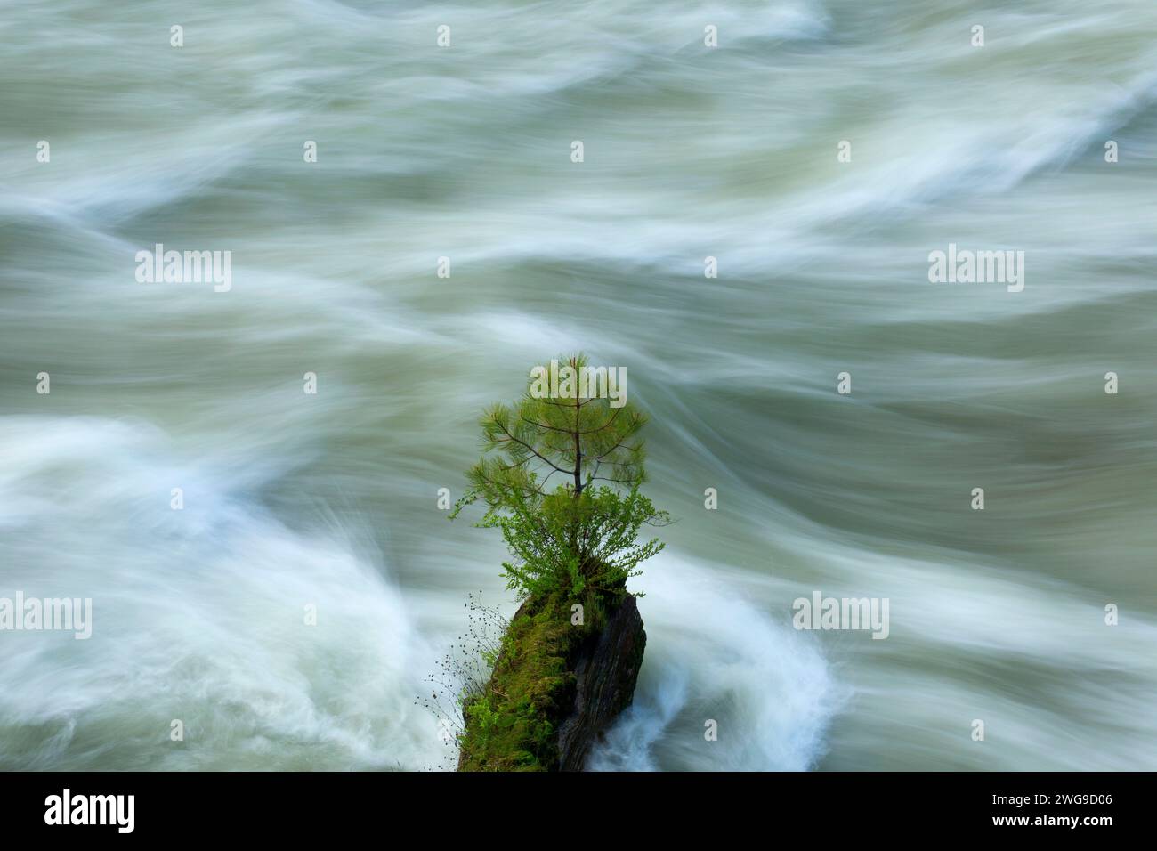 Dillon Falls with Ponderosa pine along Deschutes River Trail, Deschutes ...