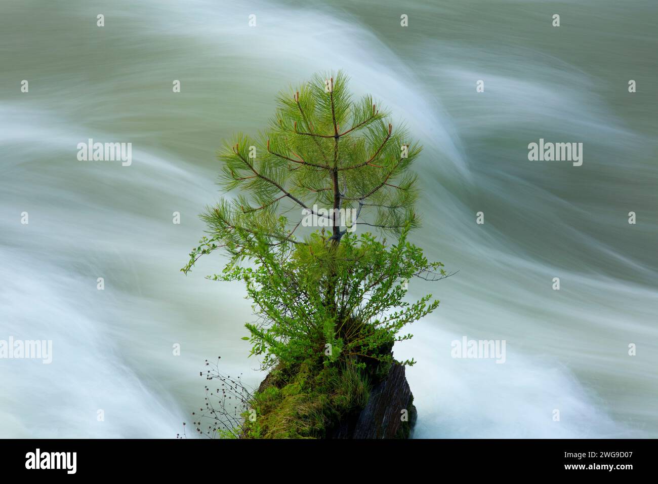 Dillon Falls with Ponderosa pine along Deschutes River Trail, Deschutes ...