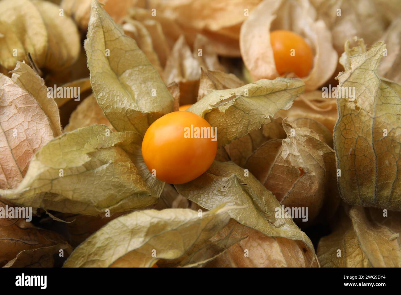 Ripe physalis fruits with calyxes as background, closeup Stock Photo ...