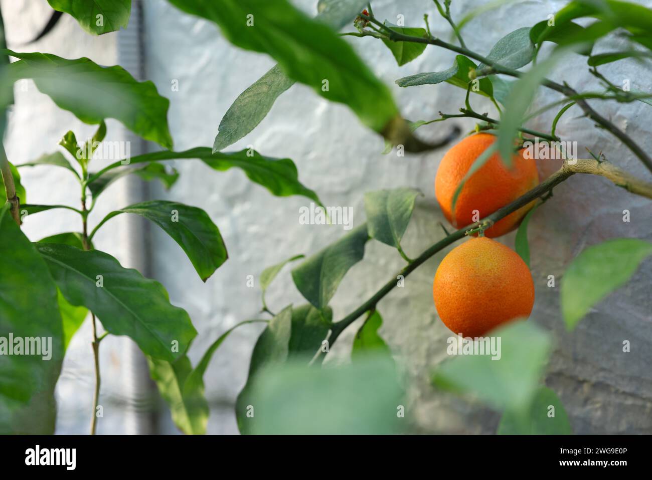 Growing oranges in greenhouse hi-res stock photography and images - Alamy