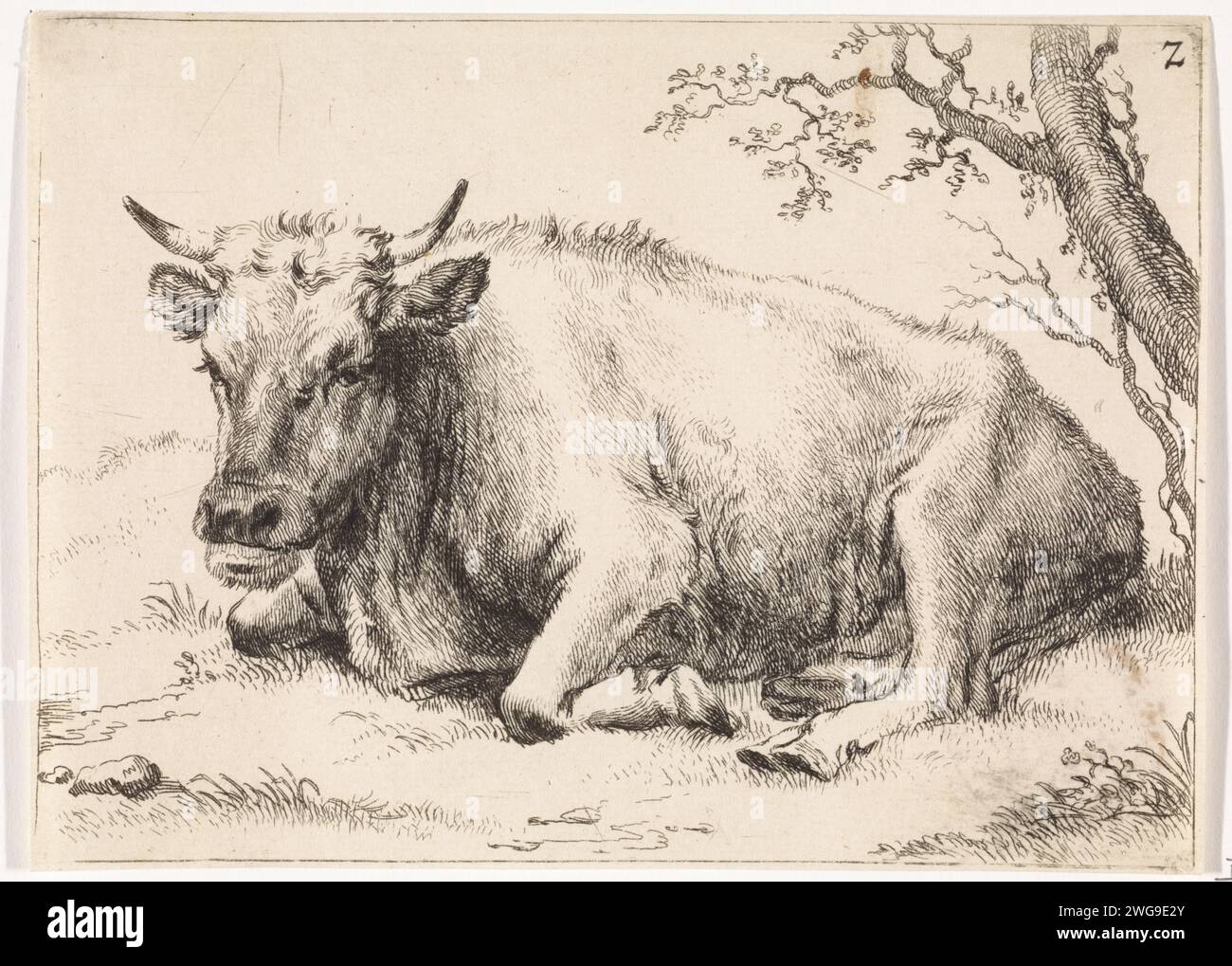 Liggende koe, Paulus Potter (rejected attribution), after Paulus Potter ...