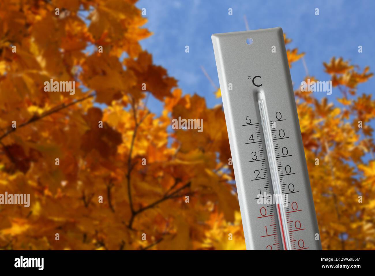 Thermometer and tree with golden leaves outdoors. Temperature in autumn ...