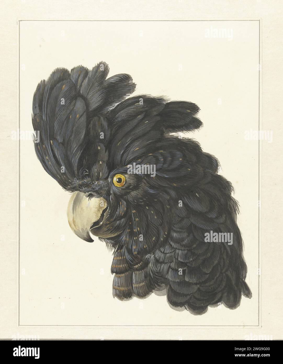 Head of a Cockatoo, Aert Schouman, 1725 - 1792 drawing Black head with ...