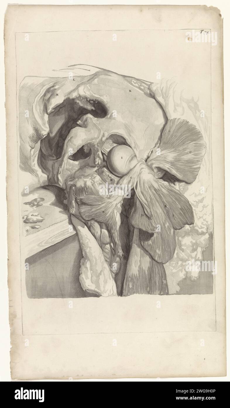 Anatomical study of the muscles and the bone of the left thigh and the ...