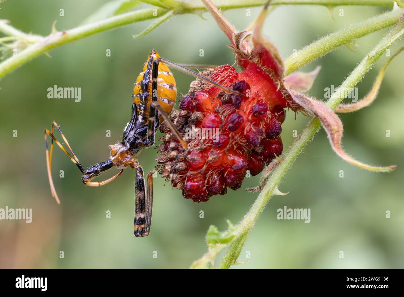 Raspberry bug hi-res stock photography and images - Alamy