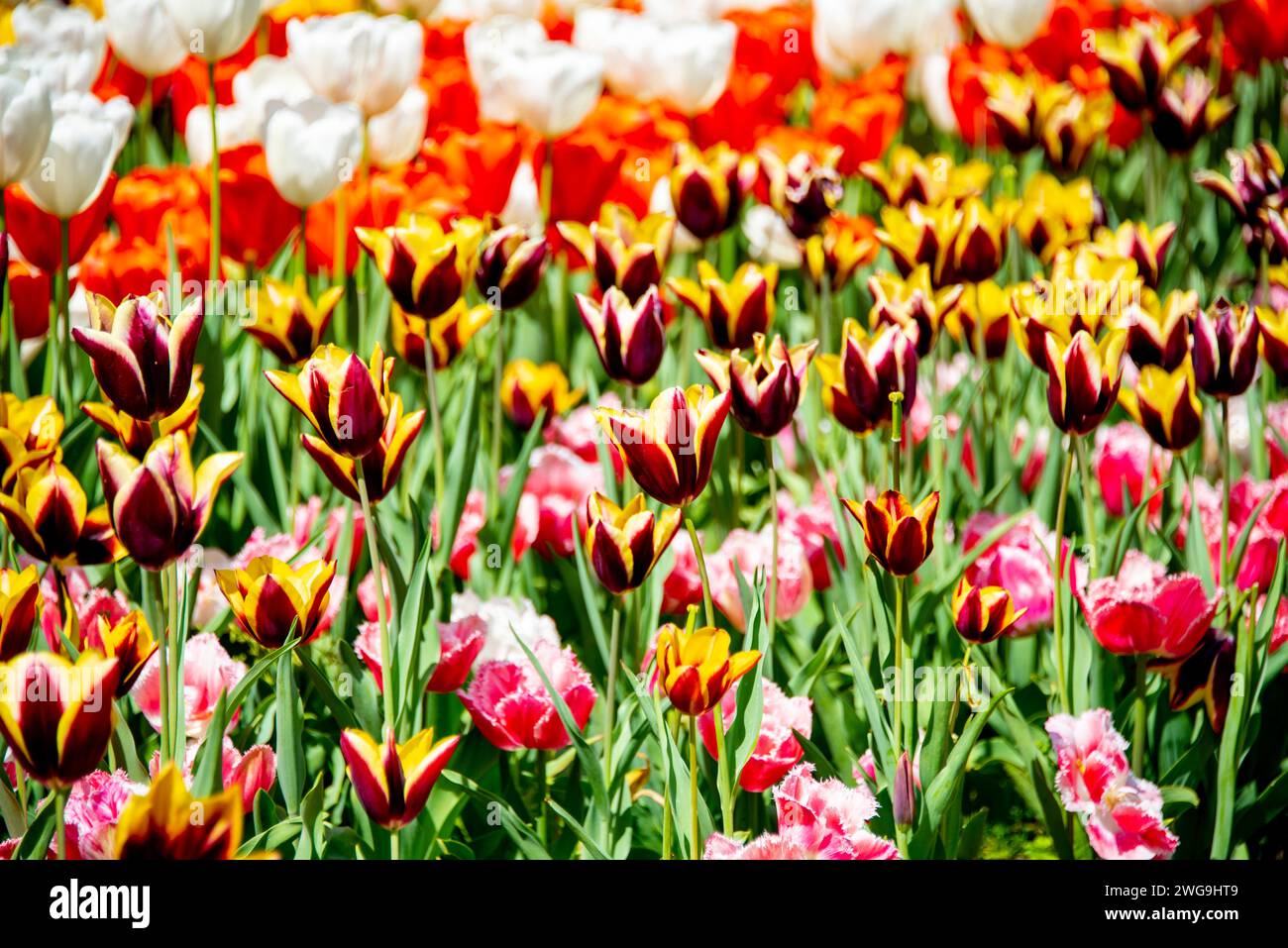 Araluen park hi-res stock photography and images - Alamy