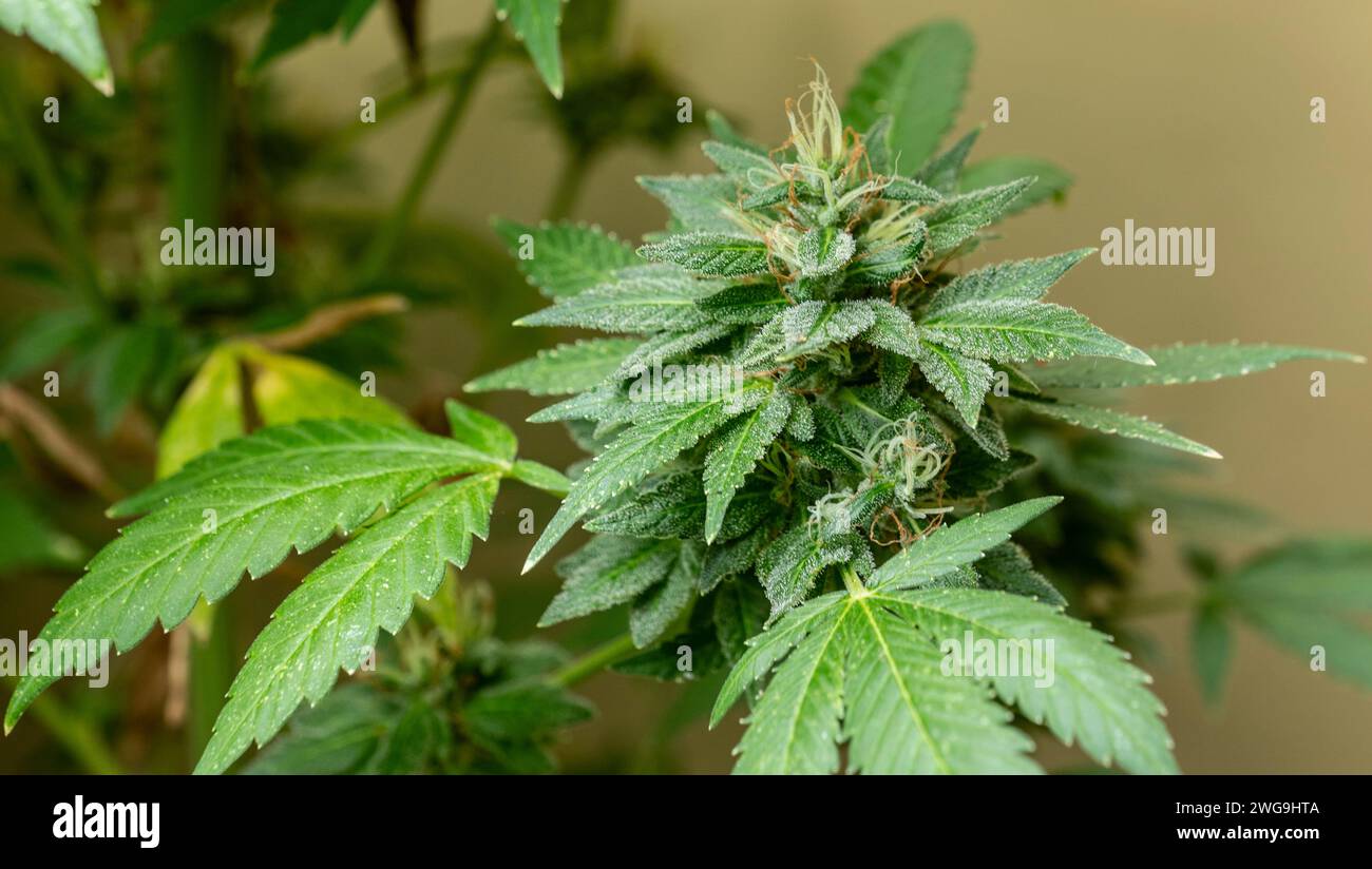 Marijuana plant in flowering stage Stock Photo - Alamy