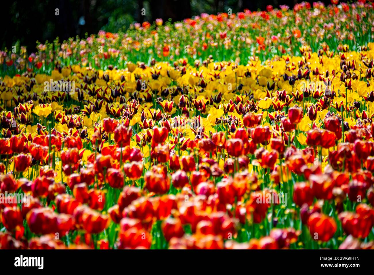 Araluen park hi-res stock photography and images - Alamy