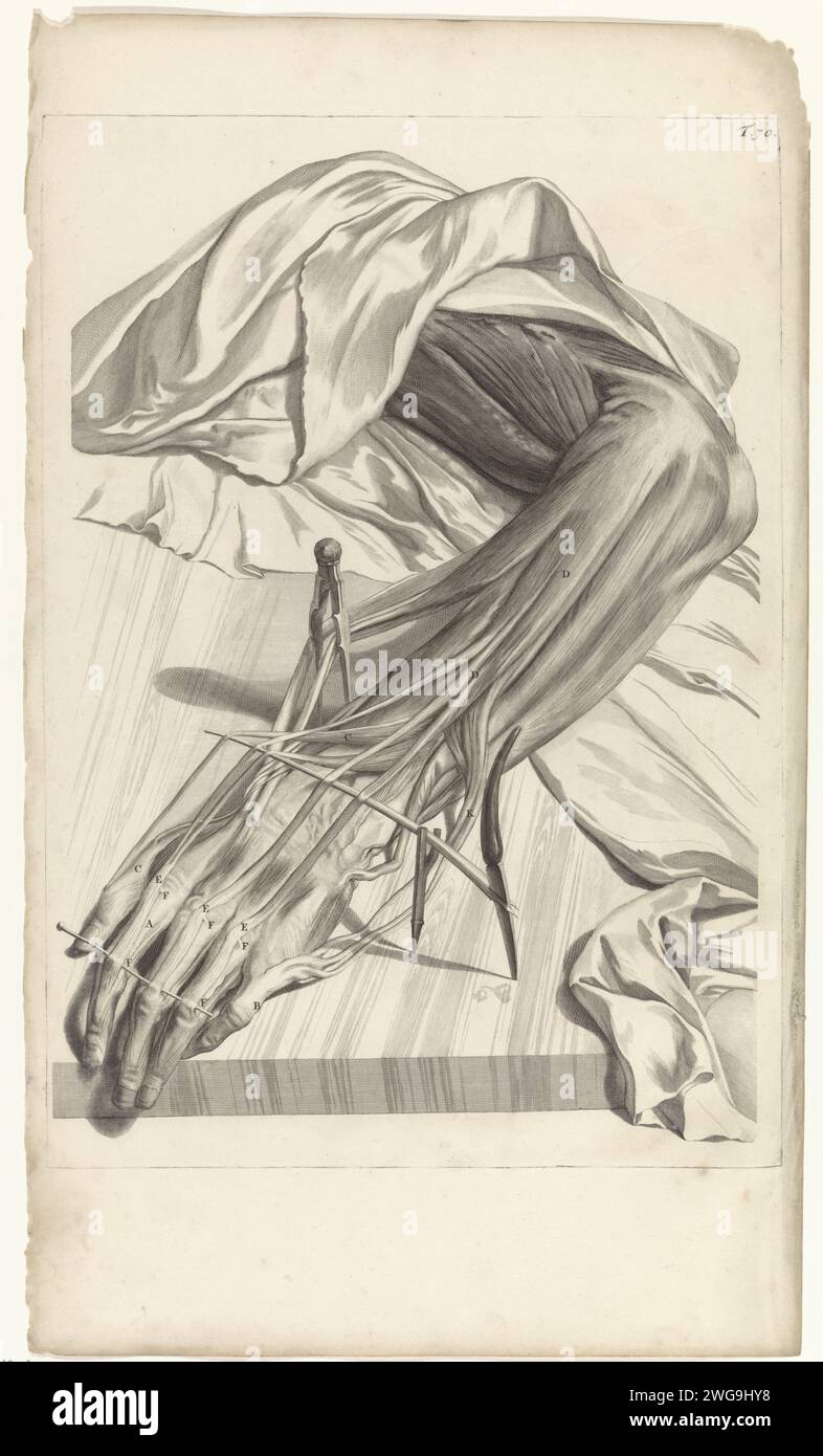Anatomical study of the muscles and tendons of the left hand, Pieter ...